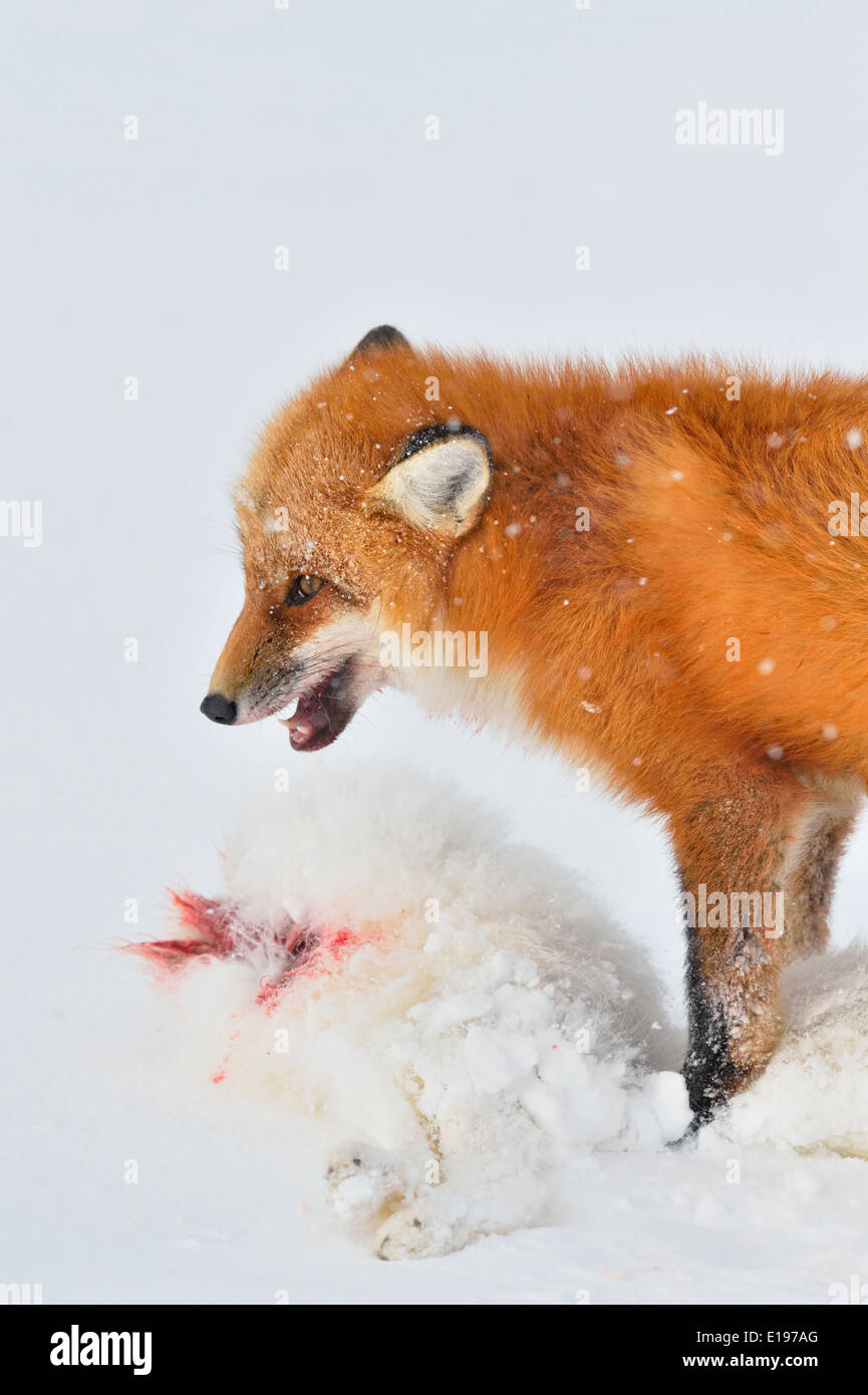 Red fox (Vulpes vulpes) Eating a freshly killed Arctic Fox (Alopex ...