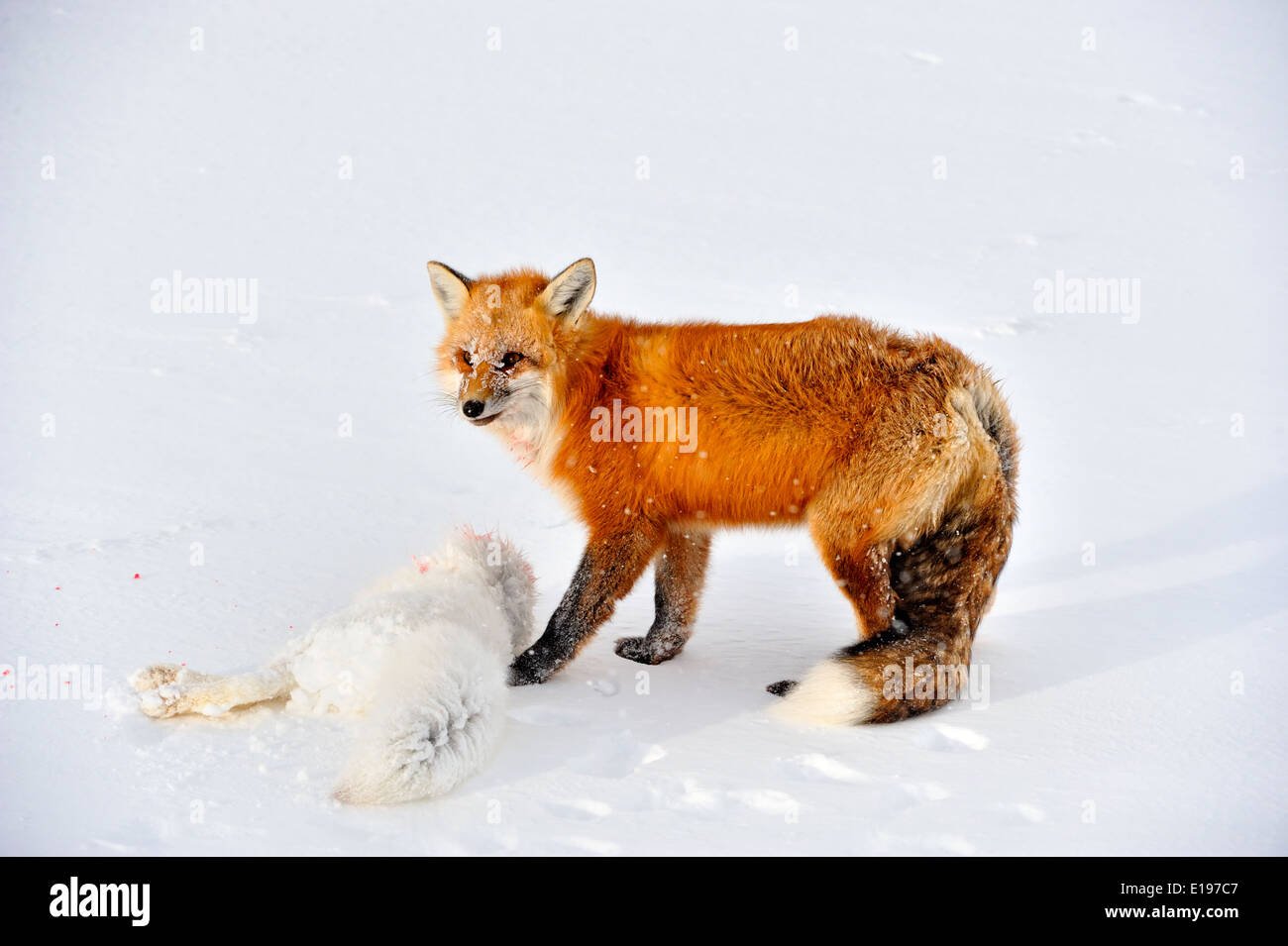 Red fox (Vulpes vulpes) consuming an Arctic Fox (Alopex lagopus ...