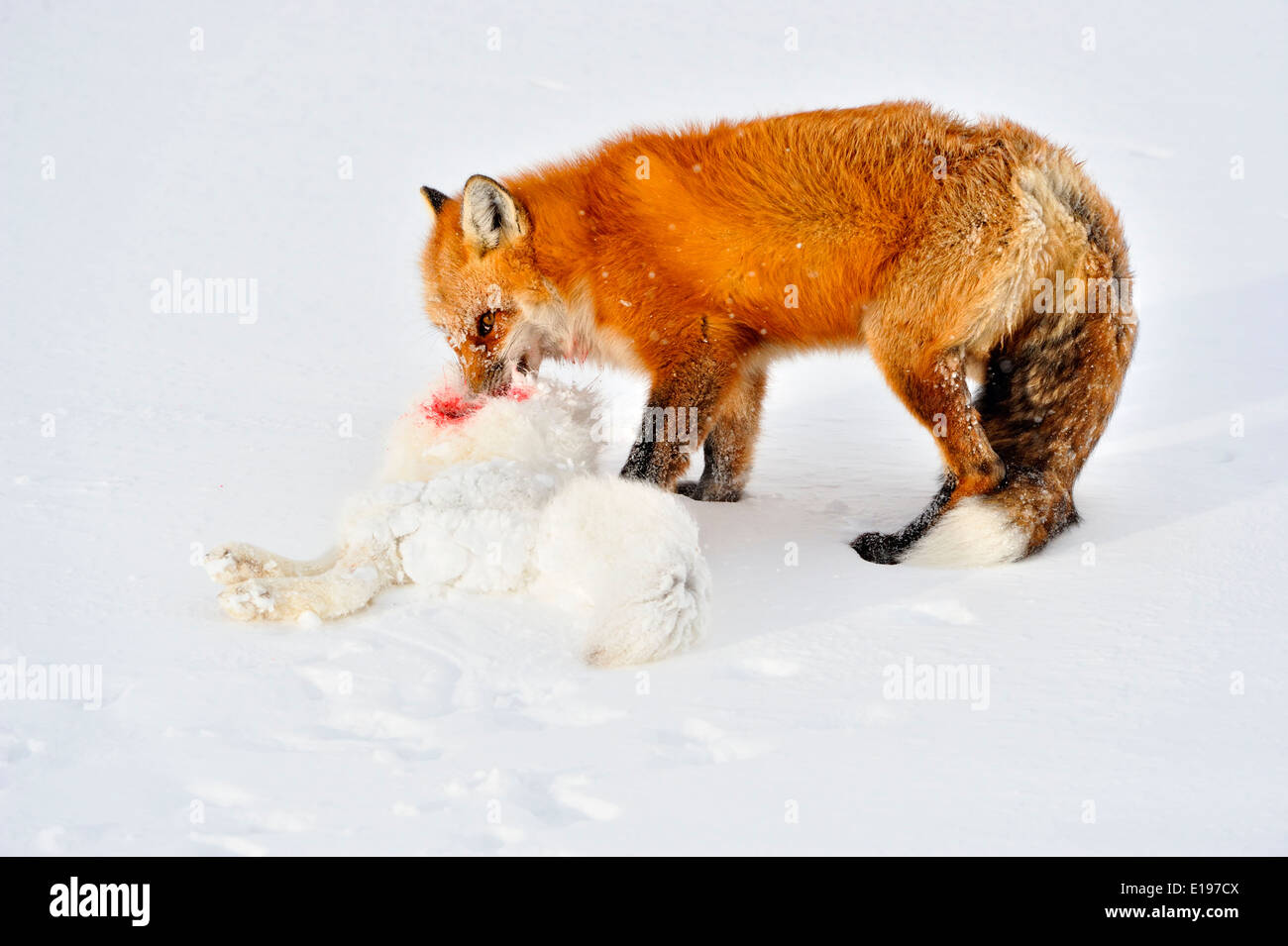 Red fox (Vulpes vulpes) consuming an Arctic Fox (Alopex lagopus ...