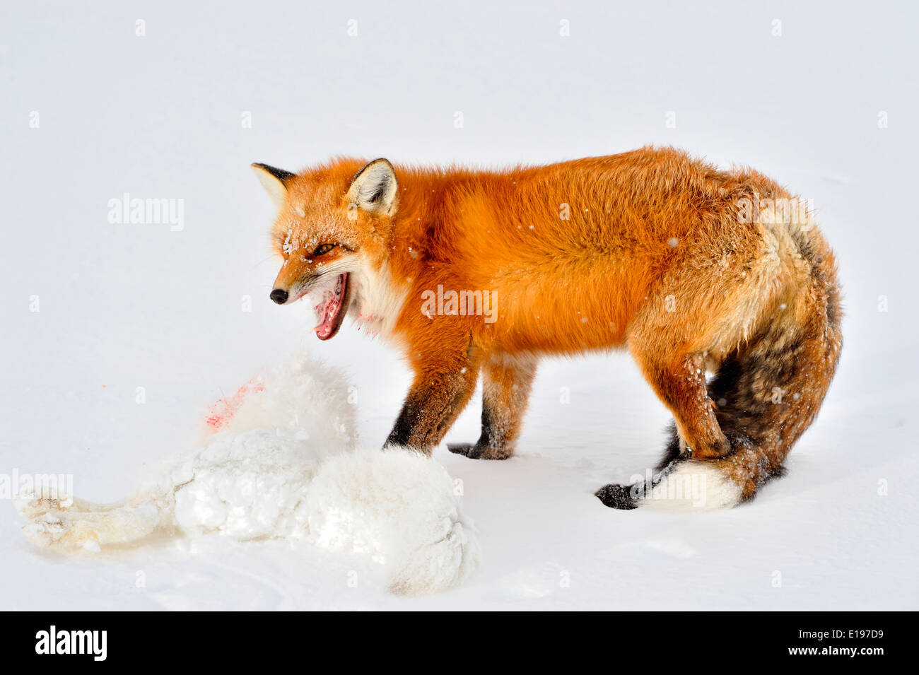 Red fox (Vulpes vulpes) consuming an Arctic Fox (Alopex lagopus ...