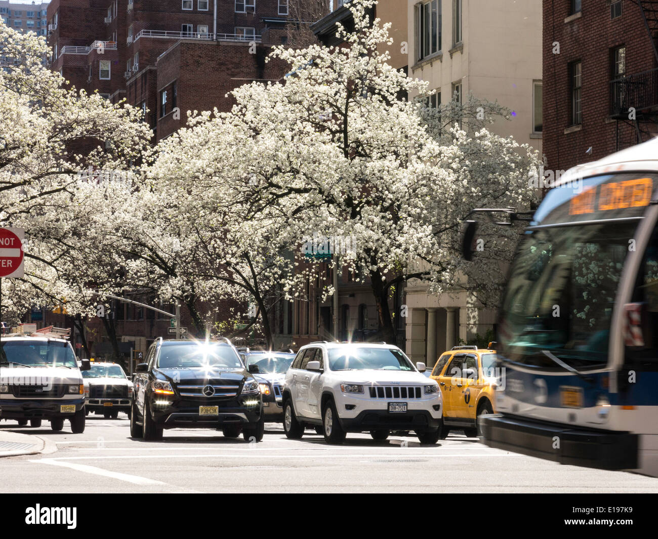 Flowering trees traffic springtime hi-res stock photography and images ...