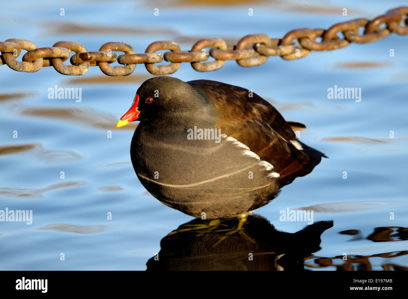 Common moorhen london hi-res stock photography and images - Alamy