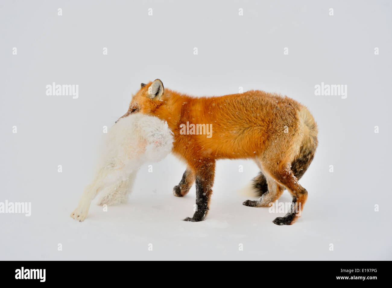 Arctic fox eating carcass hi-res stock photography and images - Alamy