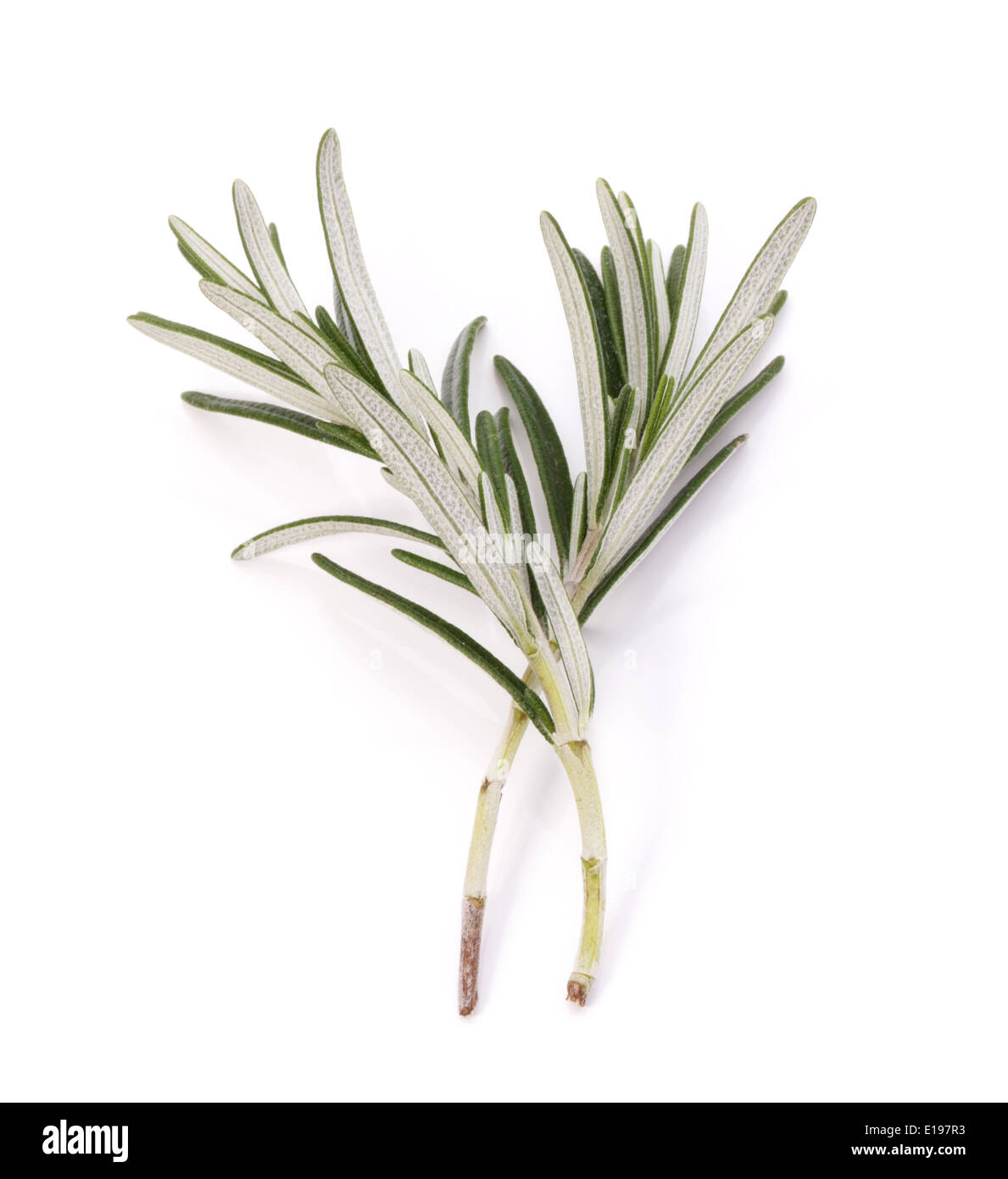 rosemary herb spice leaves isolated on white background cutout Stock ...