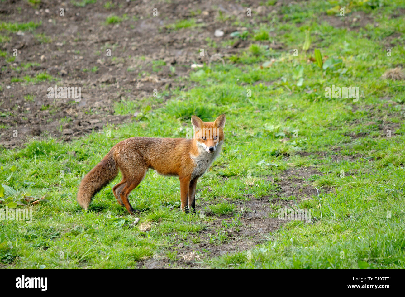 European red fox vulpes hi-res stock photography and images - Alamy