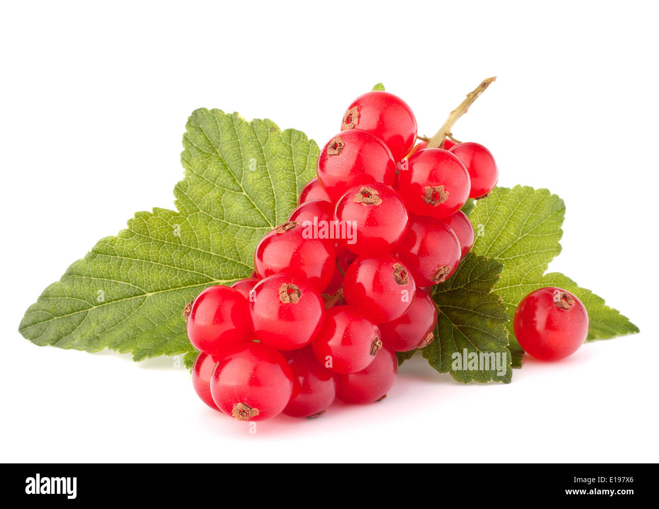 Red currants and green leaves still life isolated on white background ...