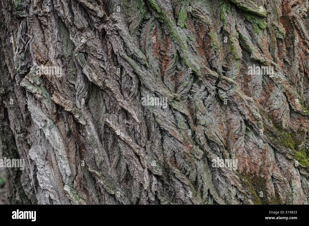Tree bark background hi-res stock photography and images - Alamy