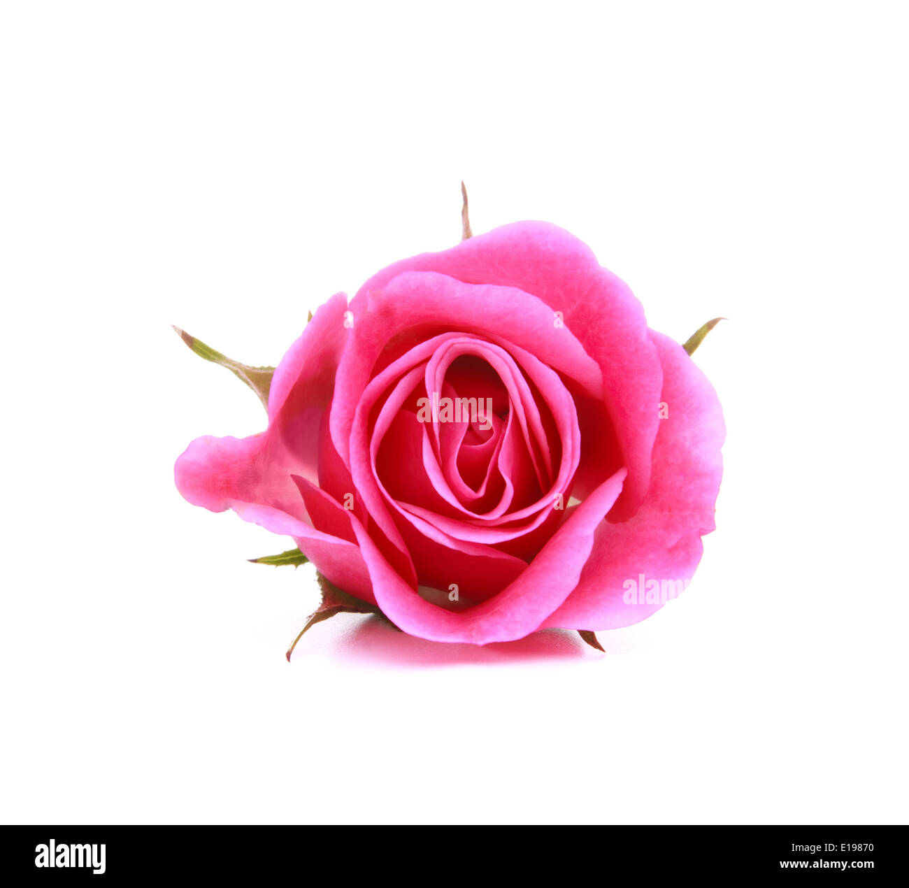 Pink rose flower head hi-res stock photography and images - Alamy
