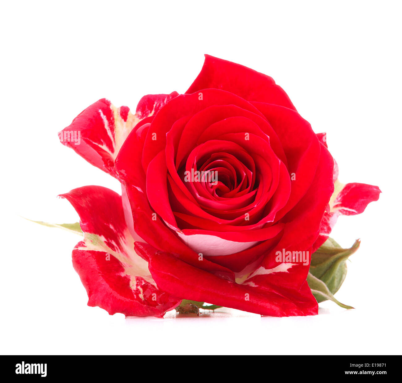 Red rose flower head isolated on white background cutout Stock Photo ...