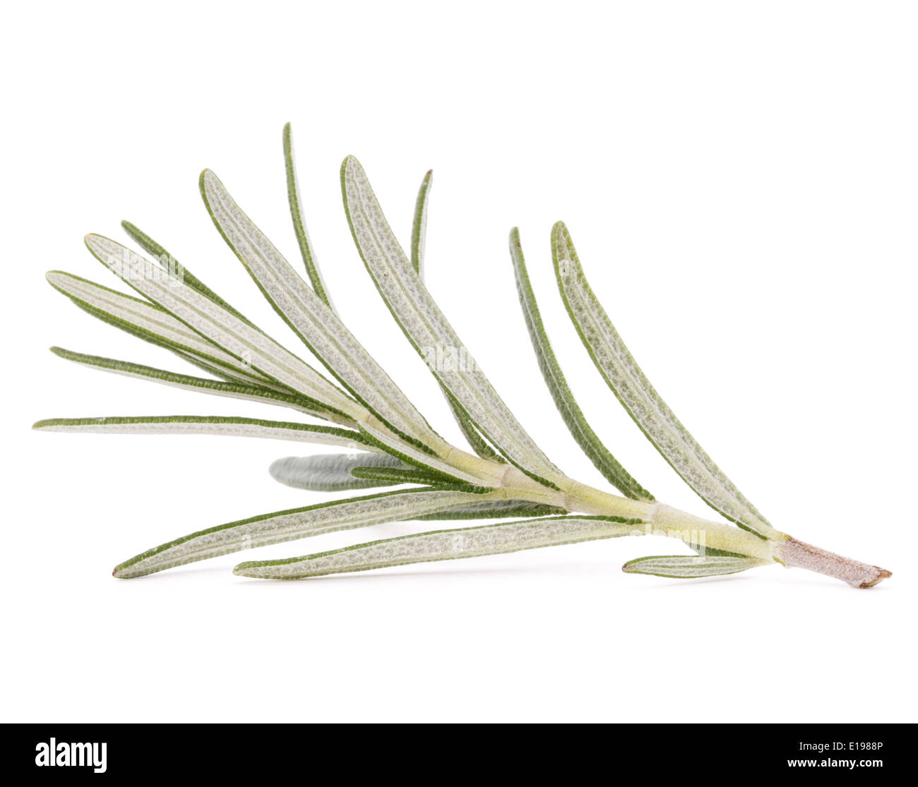 rosemary herb spice leaves isolated on white background cutout Stock ...