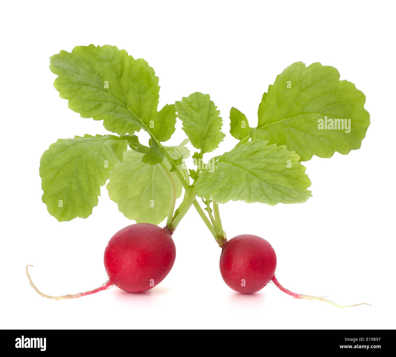 Small garden radish with leaves isolated on white background cutout ...