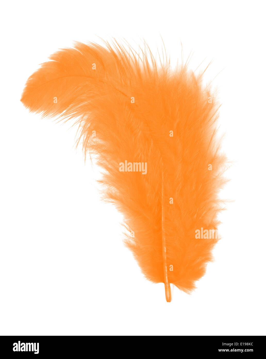Orange feather isolated on white background cutout Stock Photo - Alamy