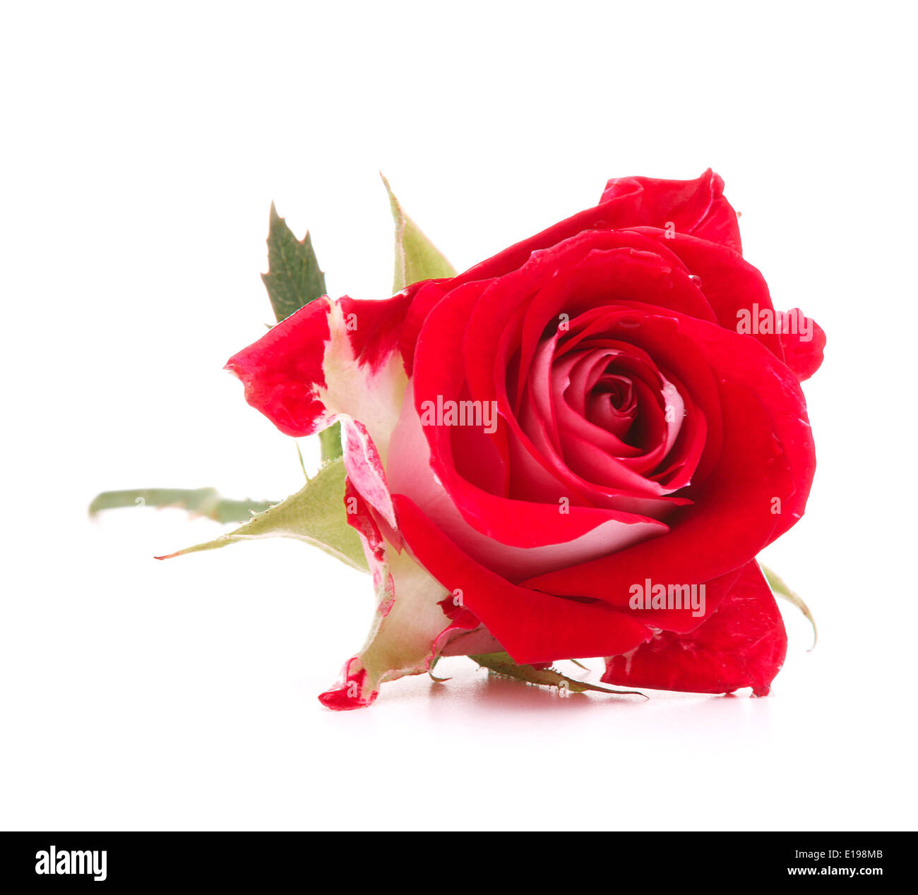 Red rose flower head isolated on white background cutout Stock Photo ...