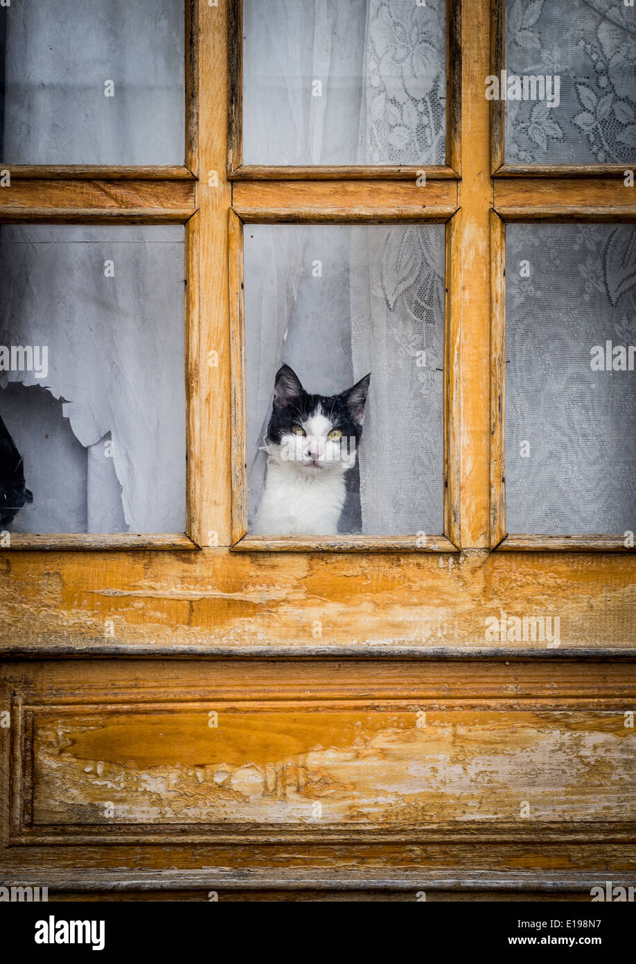 Cat looking out the window Stock Photo - Alamy