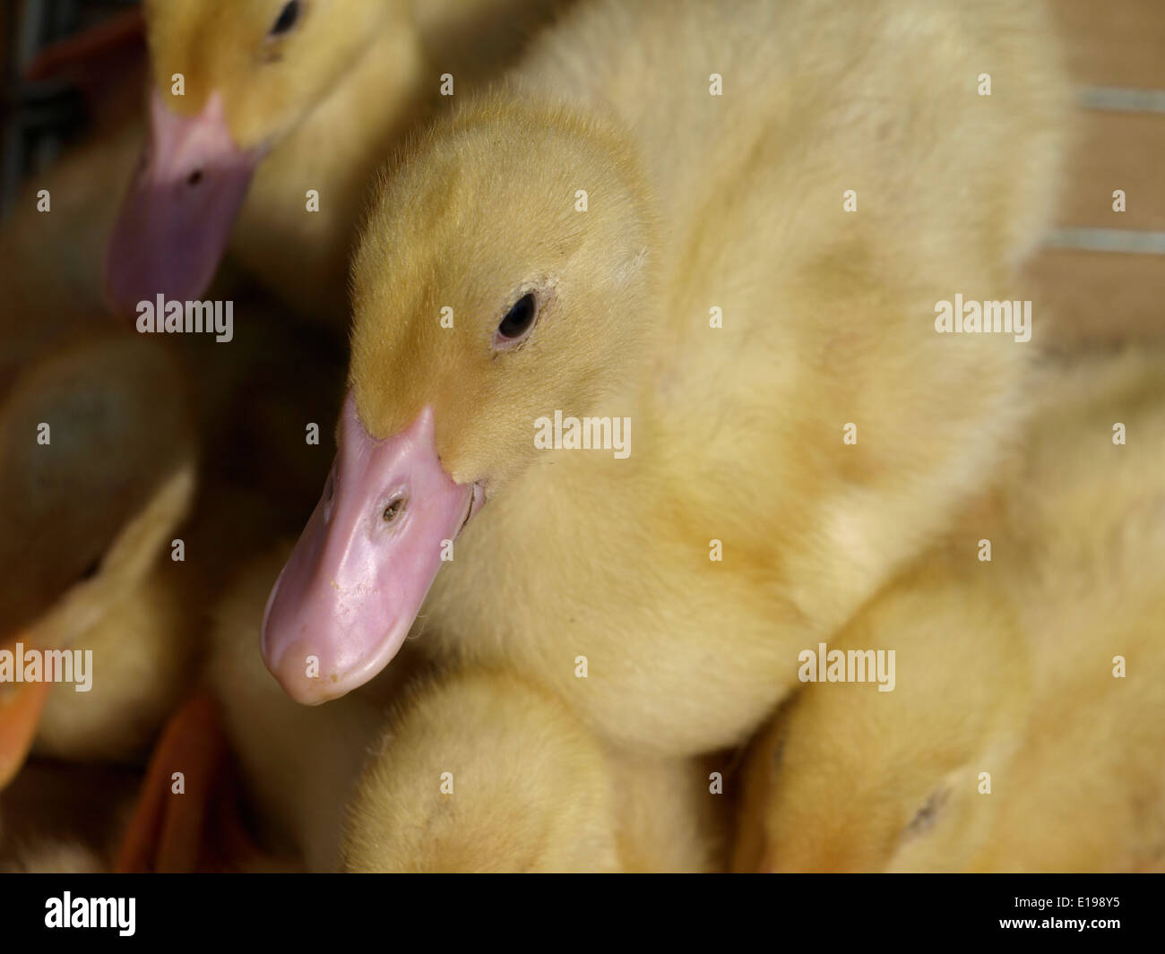 little yellow ducklings Stock Photo - Alamy