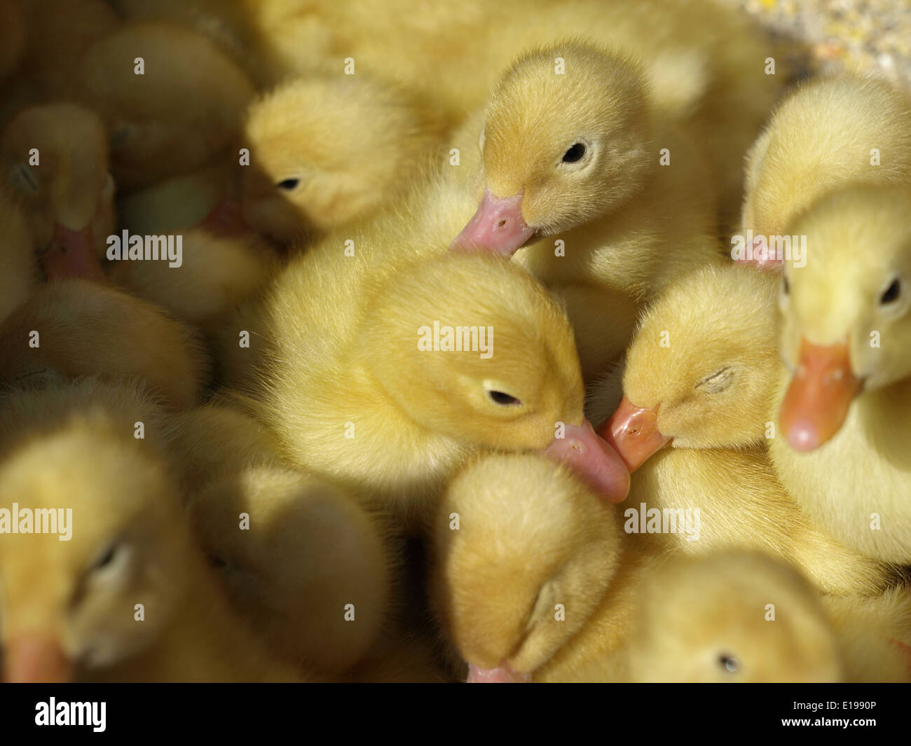 little yellow ducklings Stock Photo - Alamy