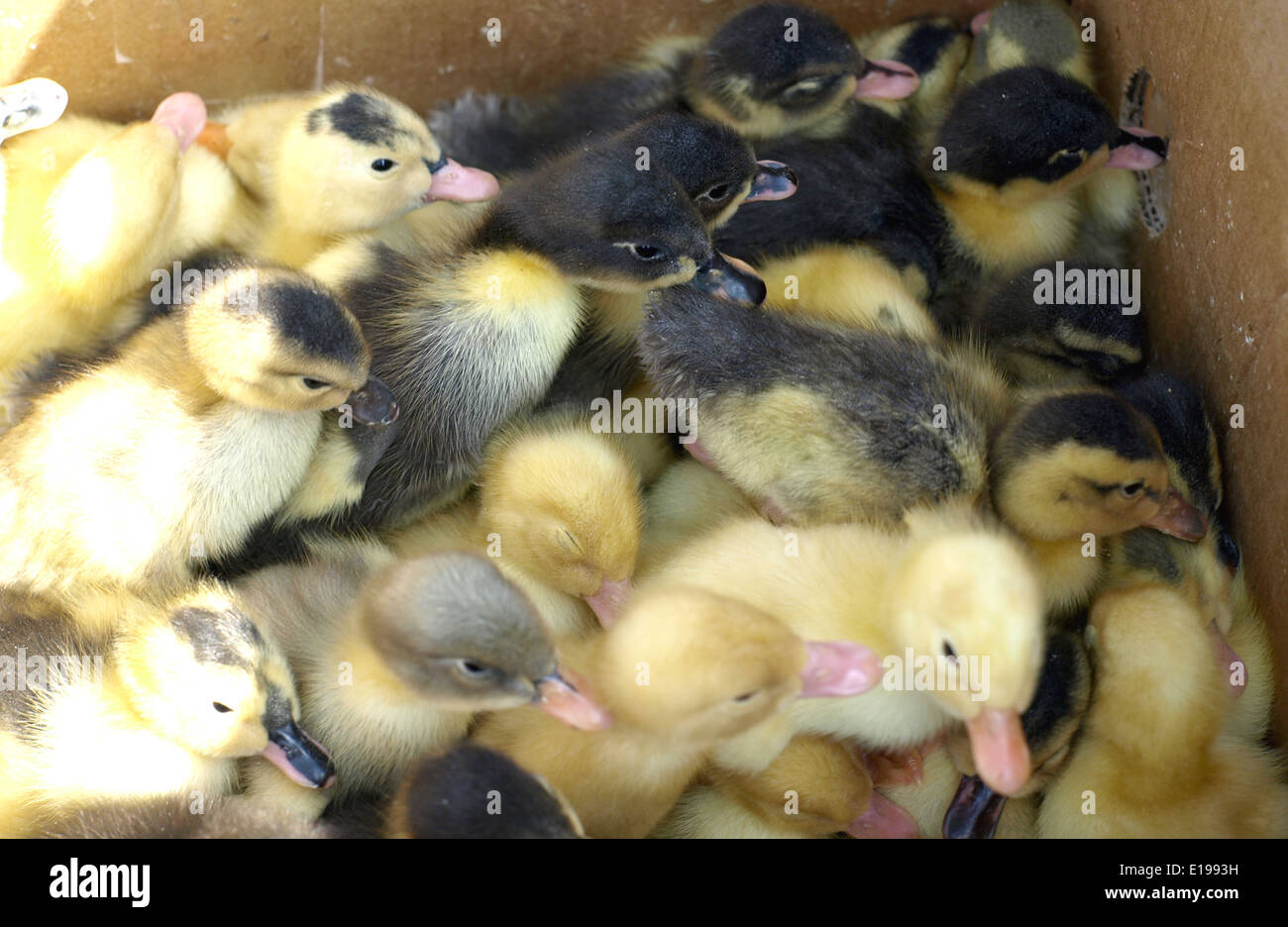 small yellow and black ducklings Stock Photo - Alamy