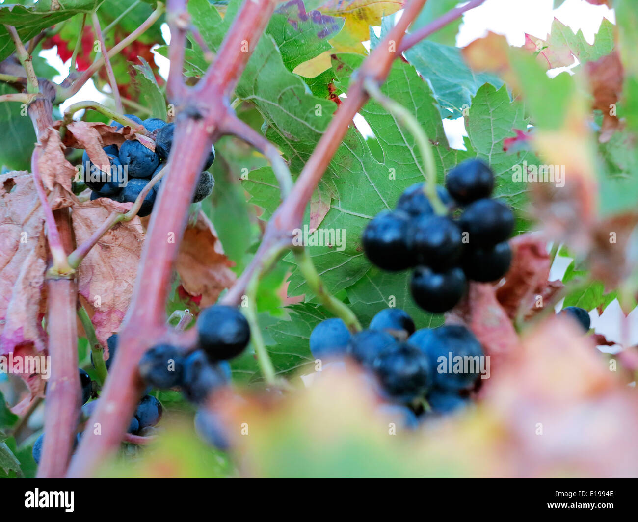 Dark grapes on vineyard hi-res stock photography and images - Alamy