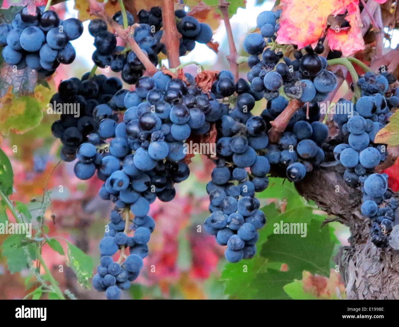 Dark purple wine grapes on a vine with green, red and yellow leaves ...