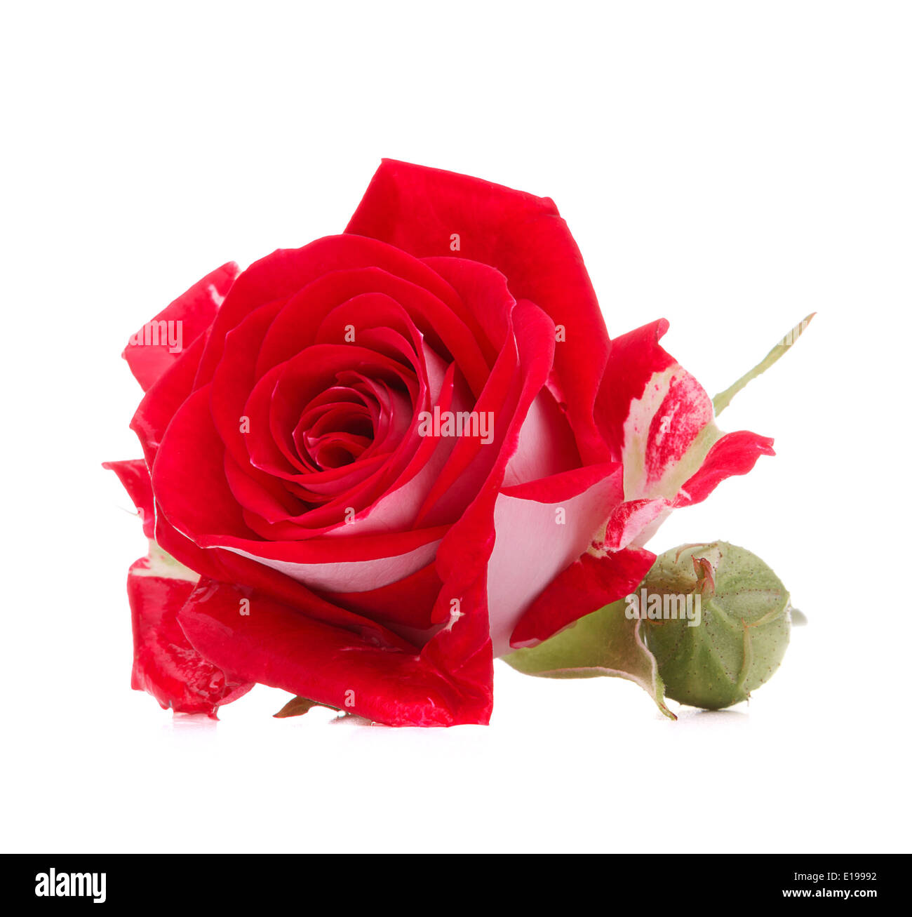 Red rose flower head isolated on white background cutout Stock Photo ...