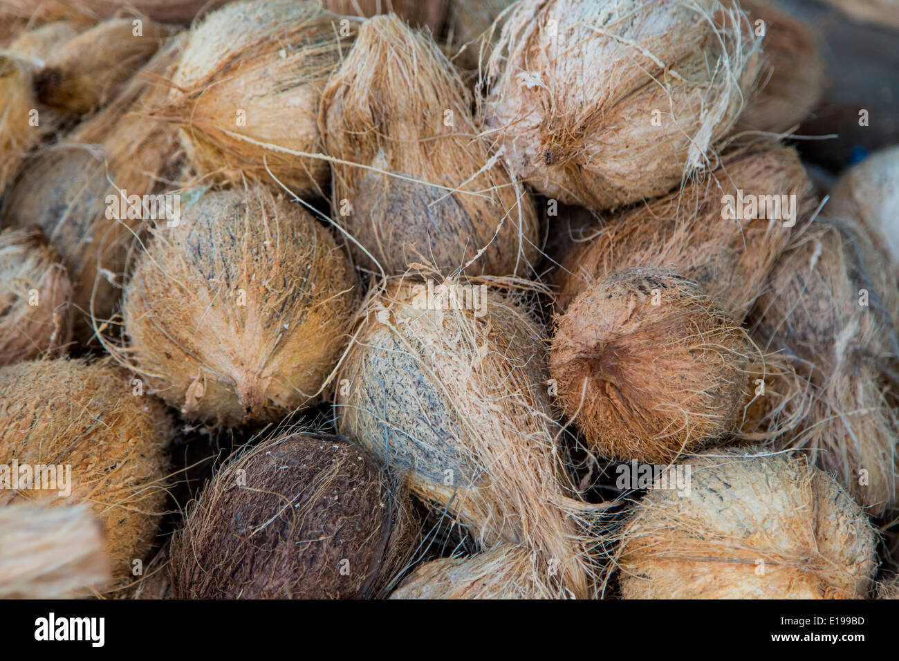 Fresh coconuts on the market Stock Photo - Alamy