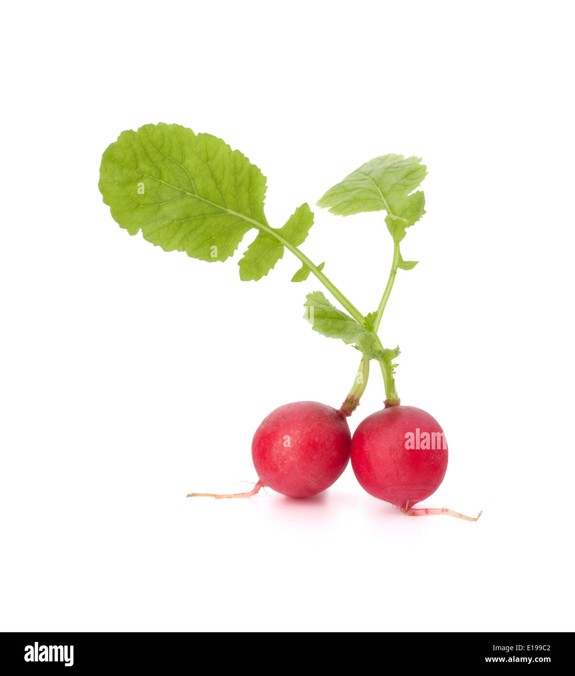 Small garden radish with leaves isolated on white background cutout ...