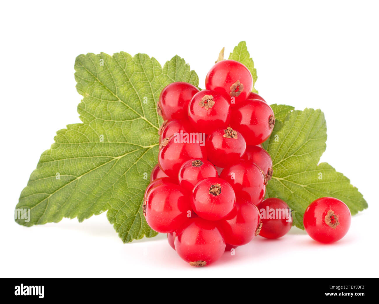 Red currants and green leaves still life isolated on white background ...