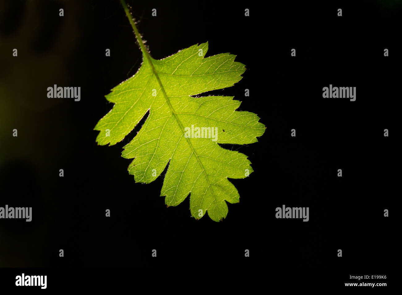 English oak leaf hi-res stock photography and images - Alamy