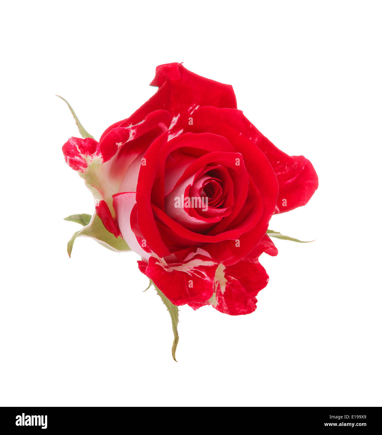 Red rose flower head isolated on white background cutout Stock Photo ...