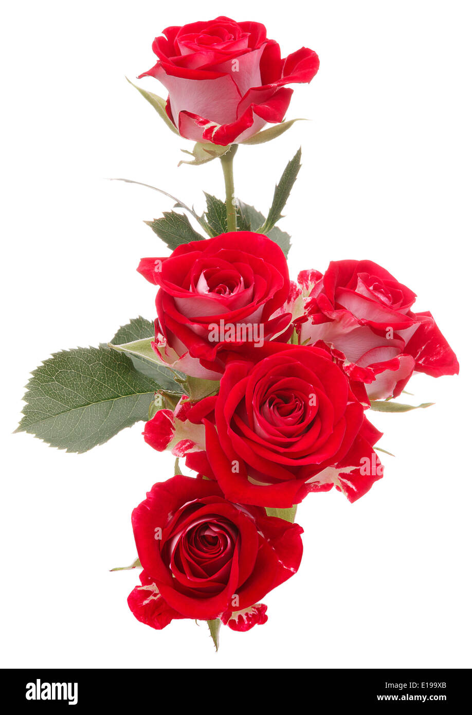 Red rose flower bouquet isolated on white background cutout Stock Photo ...