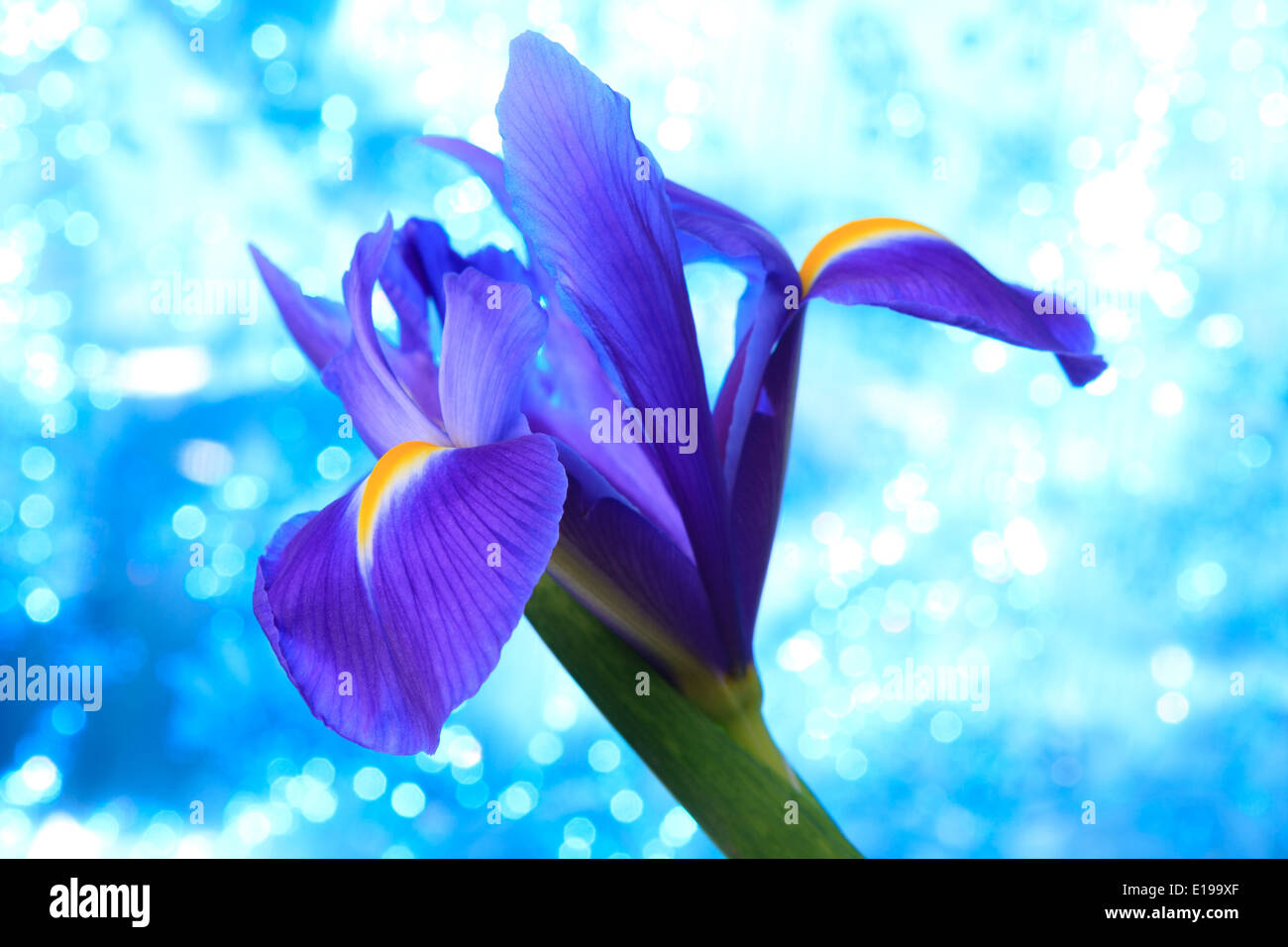 Beautiful blue iris flowers background Stock Photo - Alamy