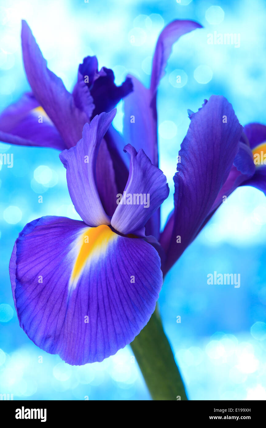 Beautiful blue iris flowers background Stock Photo - Alamy