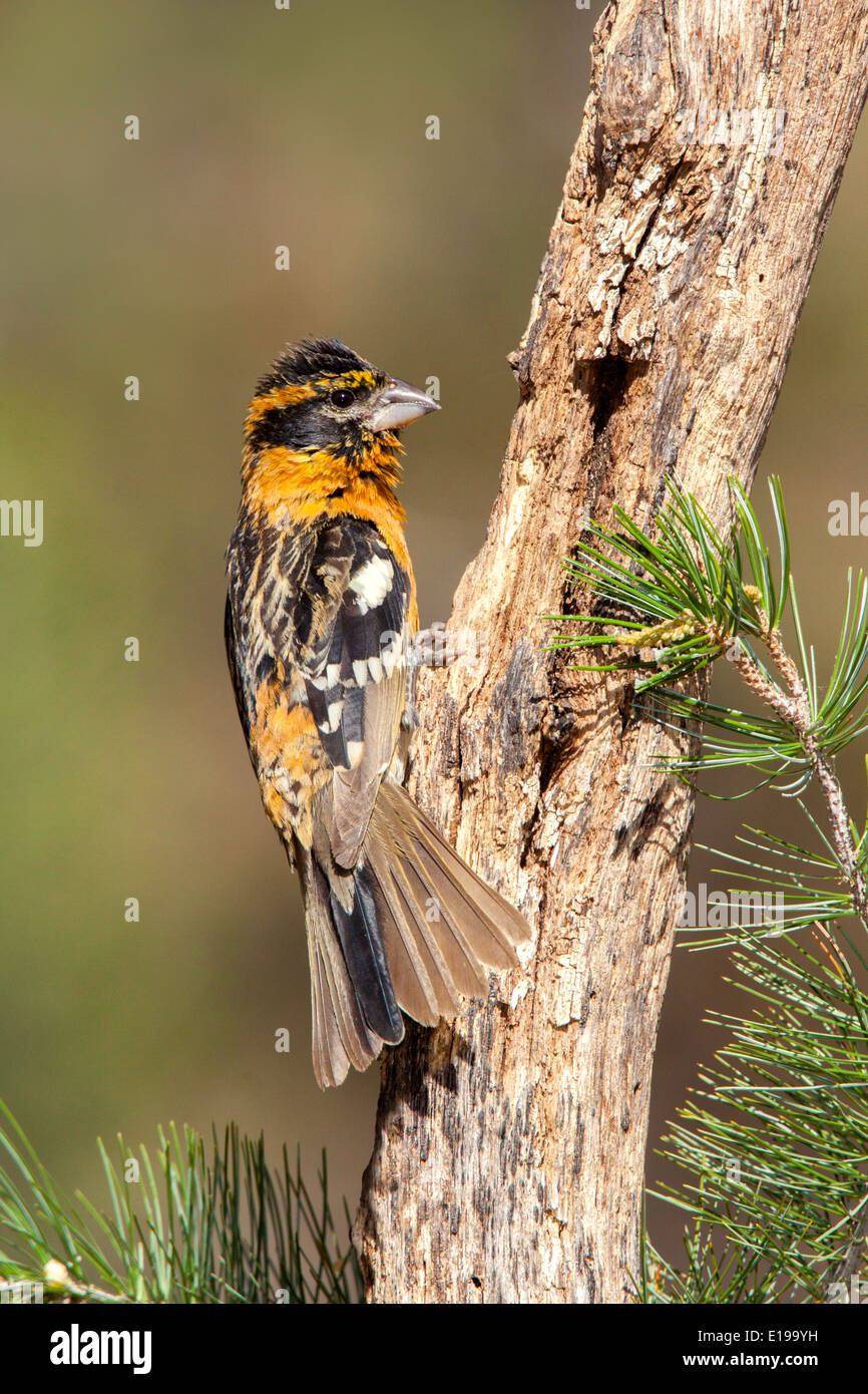 Black-headed Grosbeak Pheucticus melanocephalus Santa Rita Mountains ...
