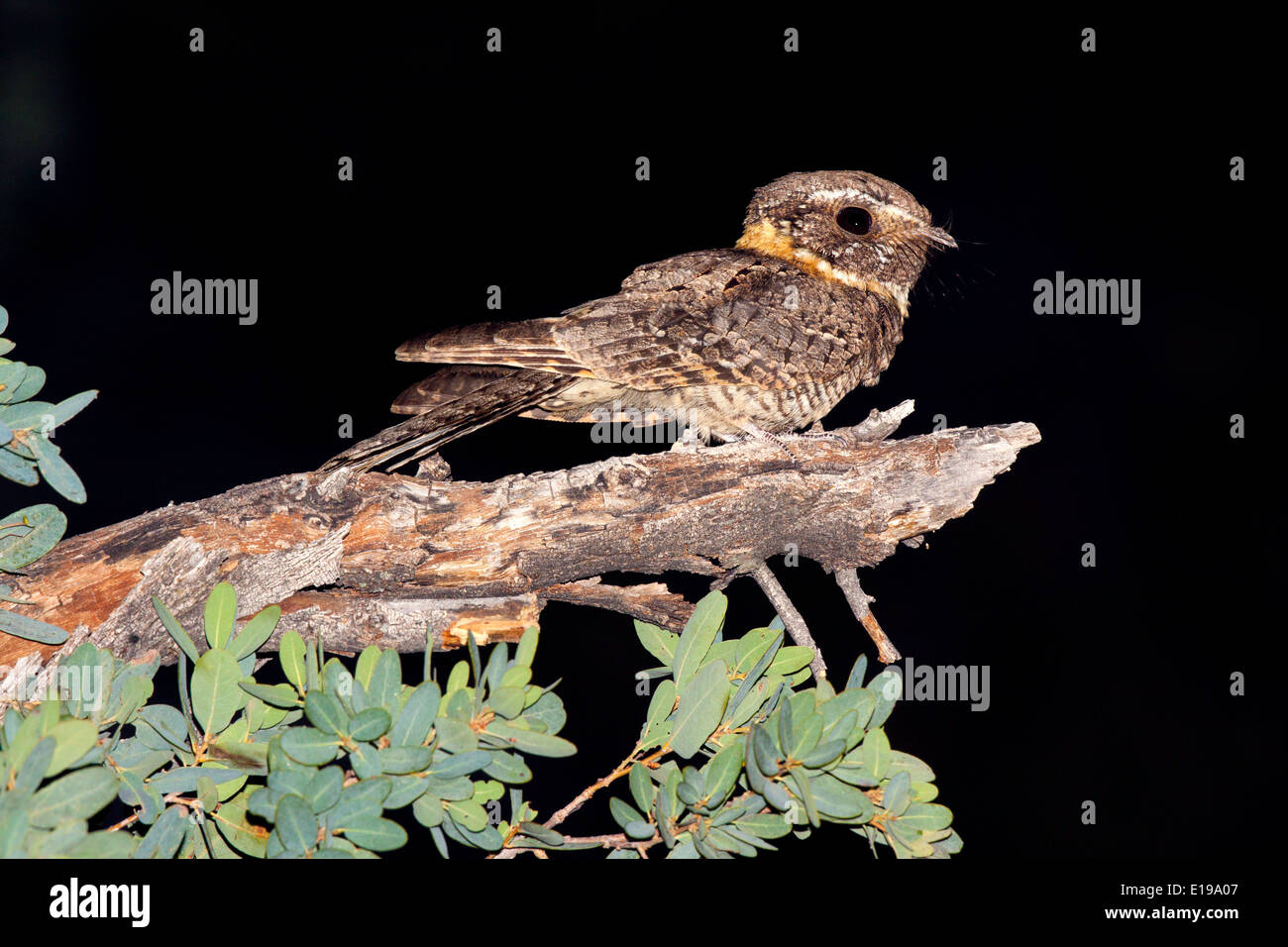 Buff-collared Nightjar Antrostomus ridgwayi Santa Rita Mountains ...