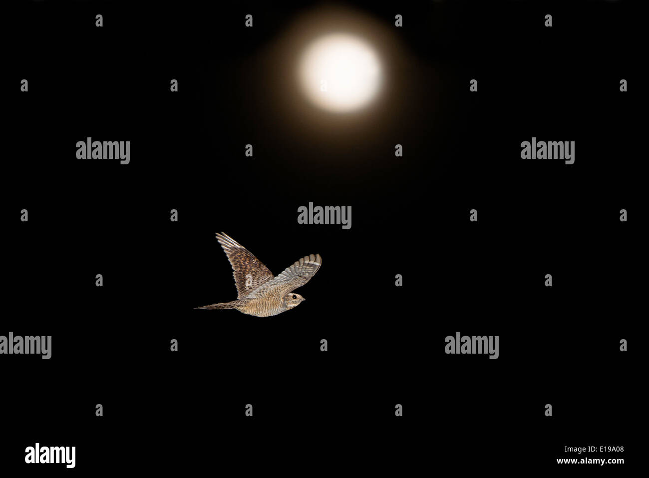 Lesser Nighthawk Chordeiles acutipennis Tucson, Pinal County, Arizona ...