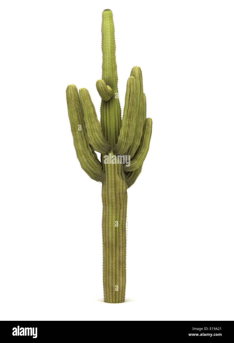 Single Cactus (isolated white background Stock Photo - Alamy