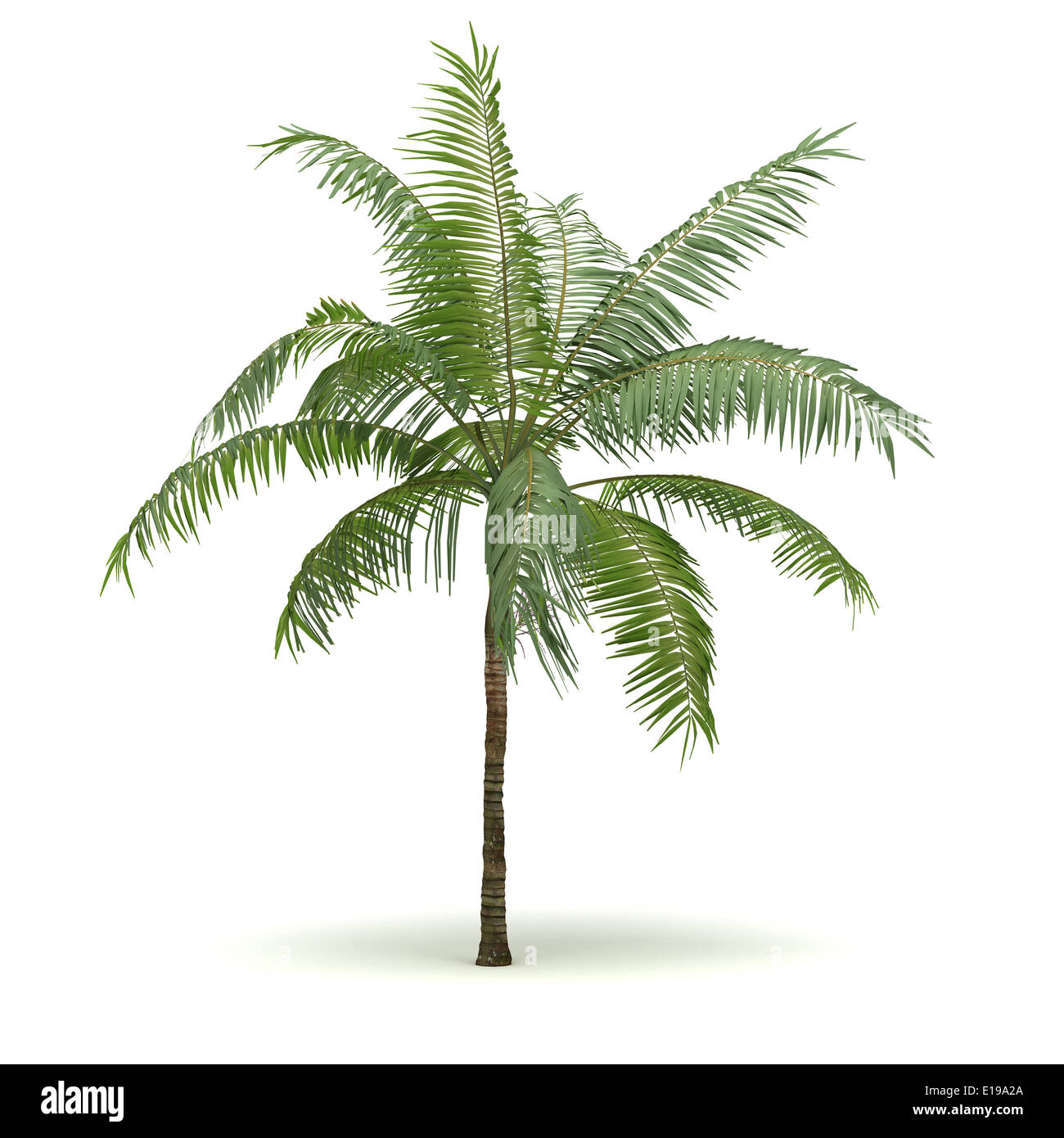 Single Palm Dictyosperma Album (isolated white background Stock Photo ...
