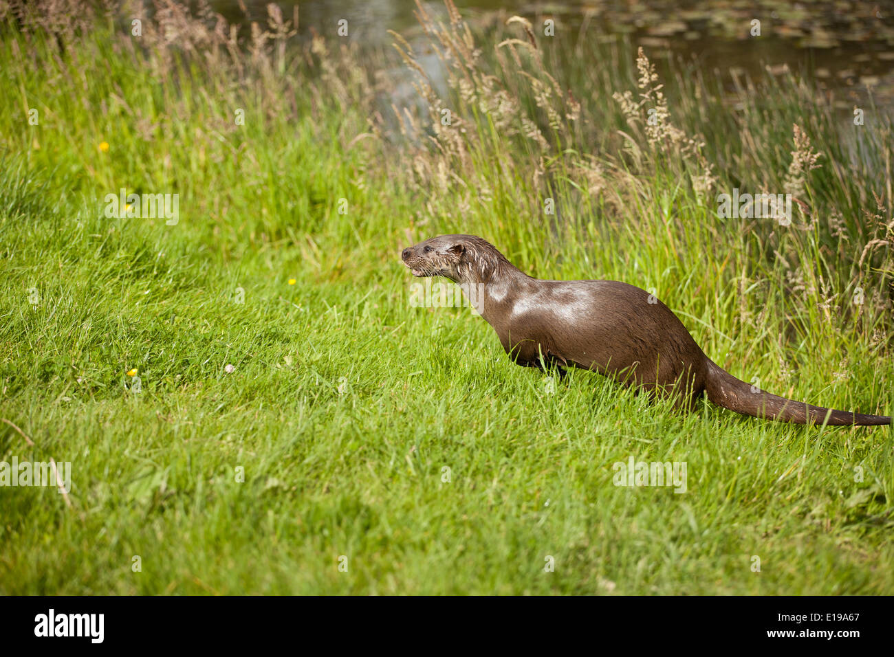 Eurasian otter river bank hi-res stock photography and images - Alamy