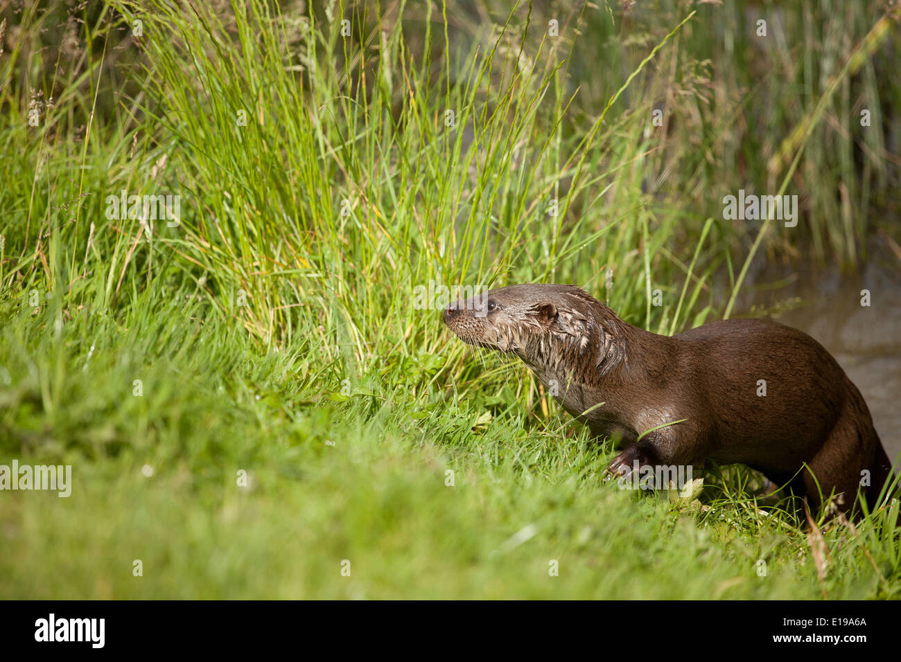 Otter emerging from river hi-res stock photography and images - Alamy