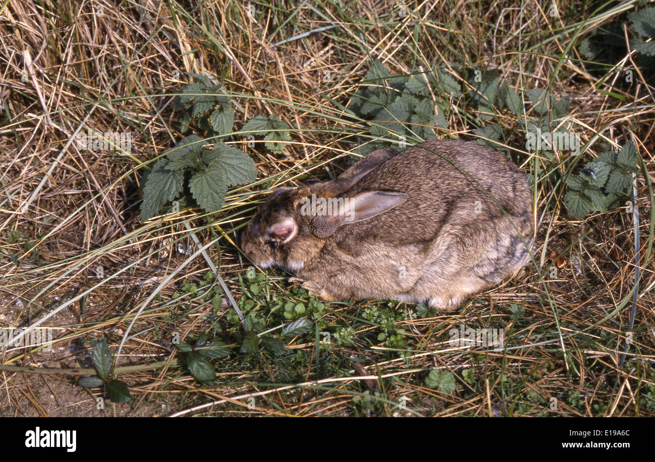 Myxoma virus hi-res stock photography and images - Alamy