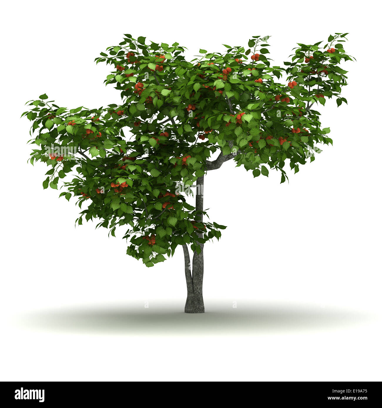 Single Apricot Prunus Armeniaca Tree (isolated white background Stock ...