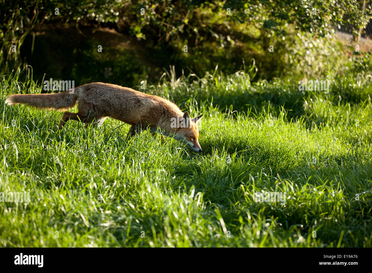European red fox Stock Photo - Alamy