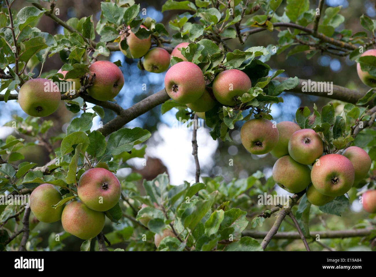 Growing cooking apples hi-res stock photography and images - Alamy