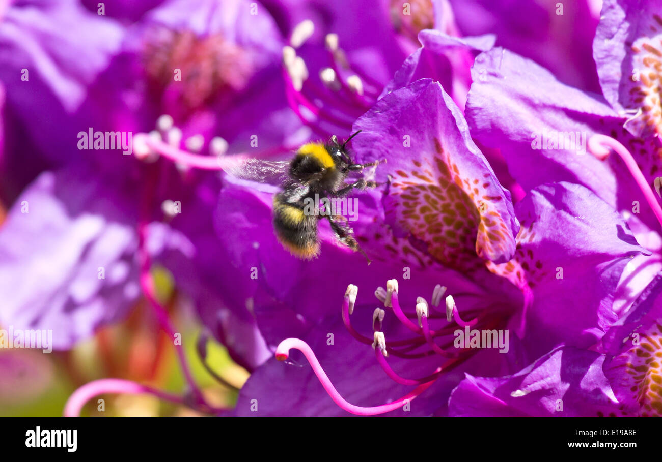 Bees collecting pollen hi-res stock photography and images - Alamy
