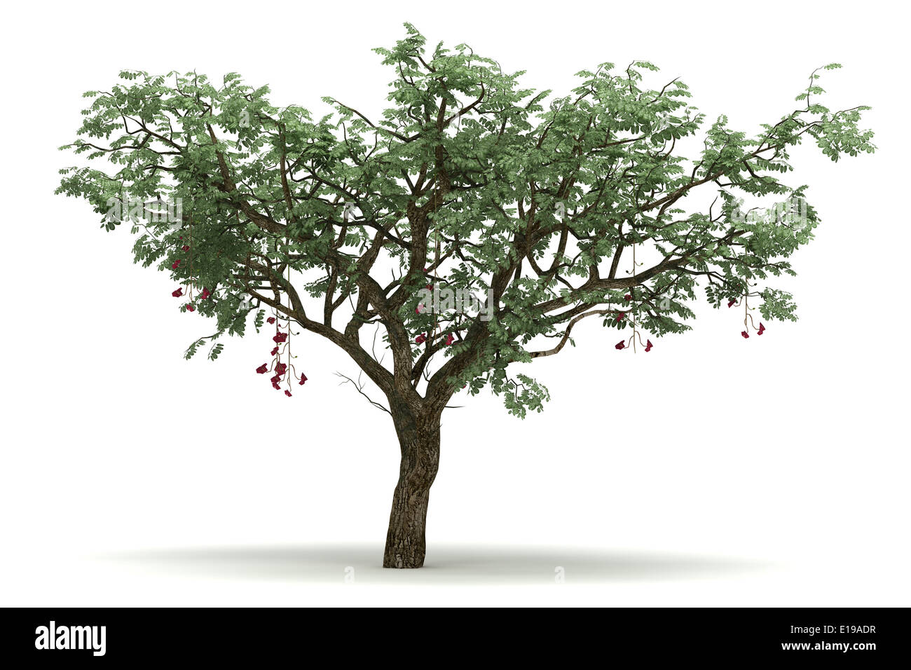 Single Ucla Tree (isolated white background Stock Photo - Alamy