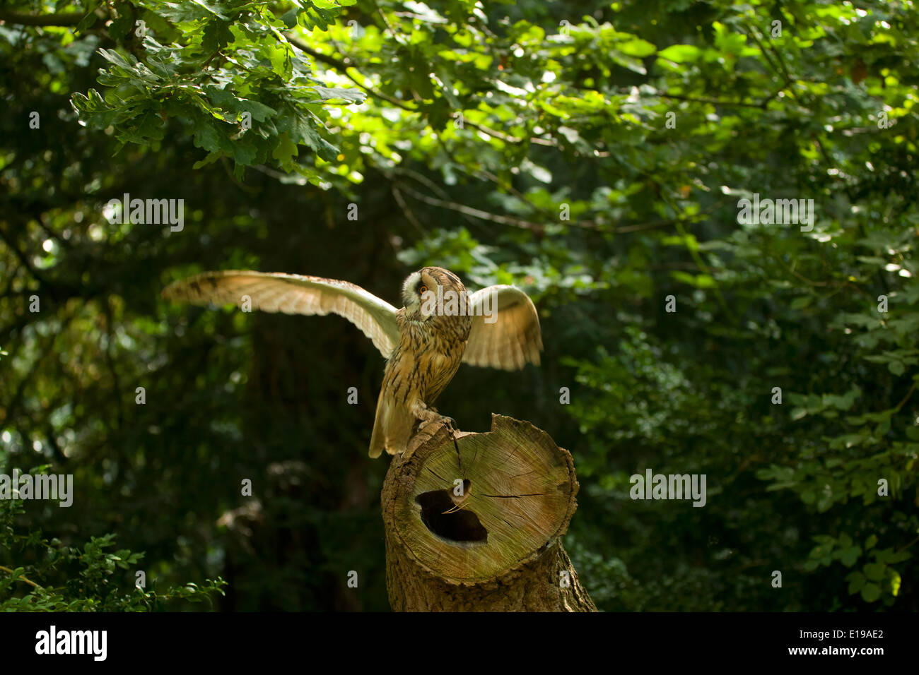 Long Eared owl about to fly Stock Photo - Alamy
