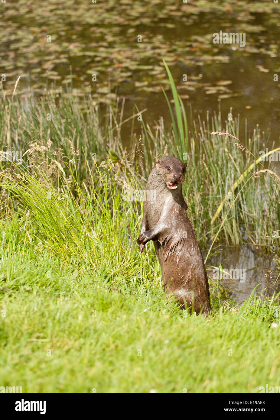Carnivorous otter hi-res stock photography and images - Alamy