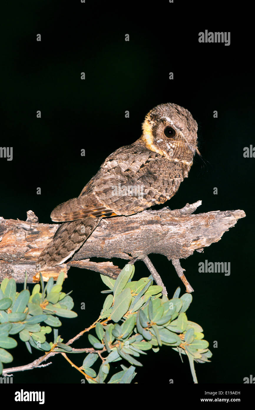 Buff collared nightjar antrostomus ridgwayi santa hi-res stock ...