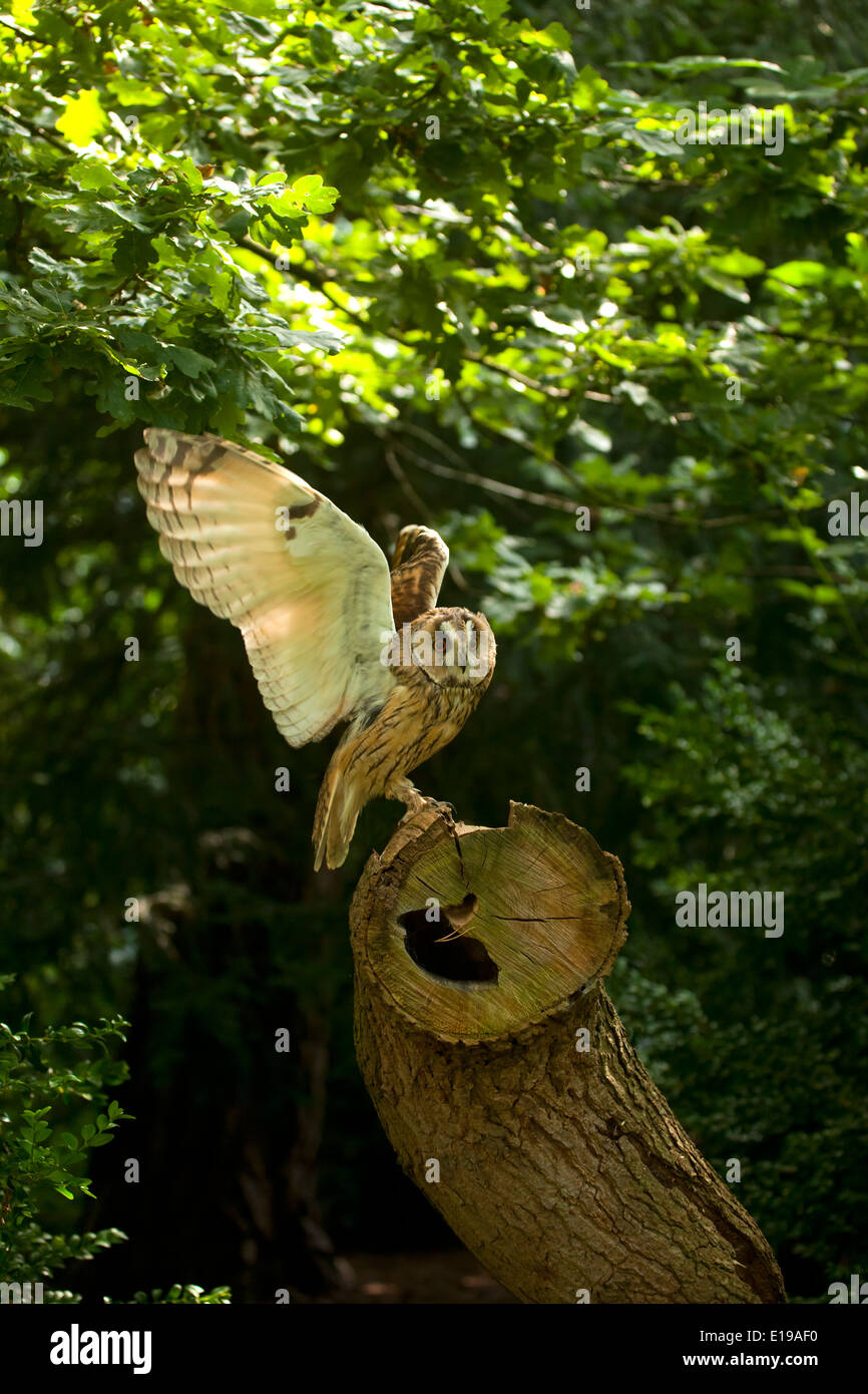 Long eared owl about to fly Stock Photo - Alamy