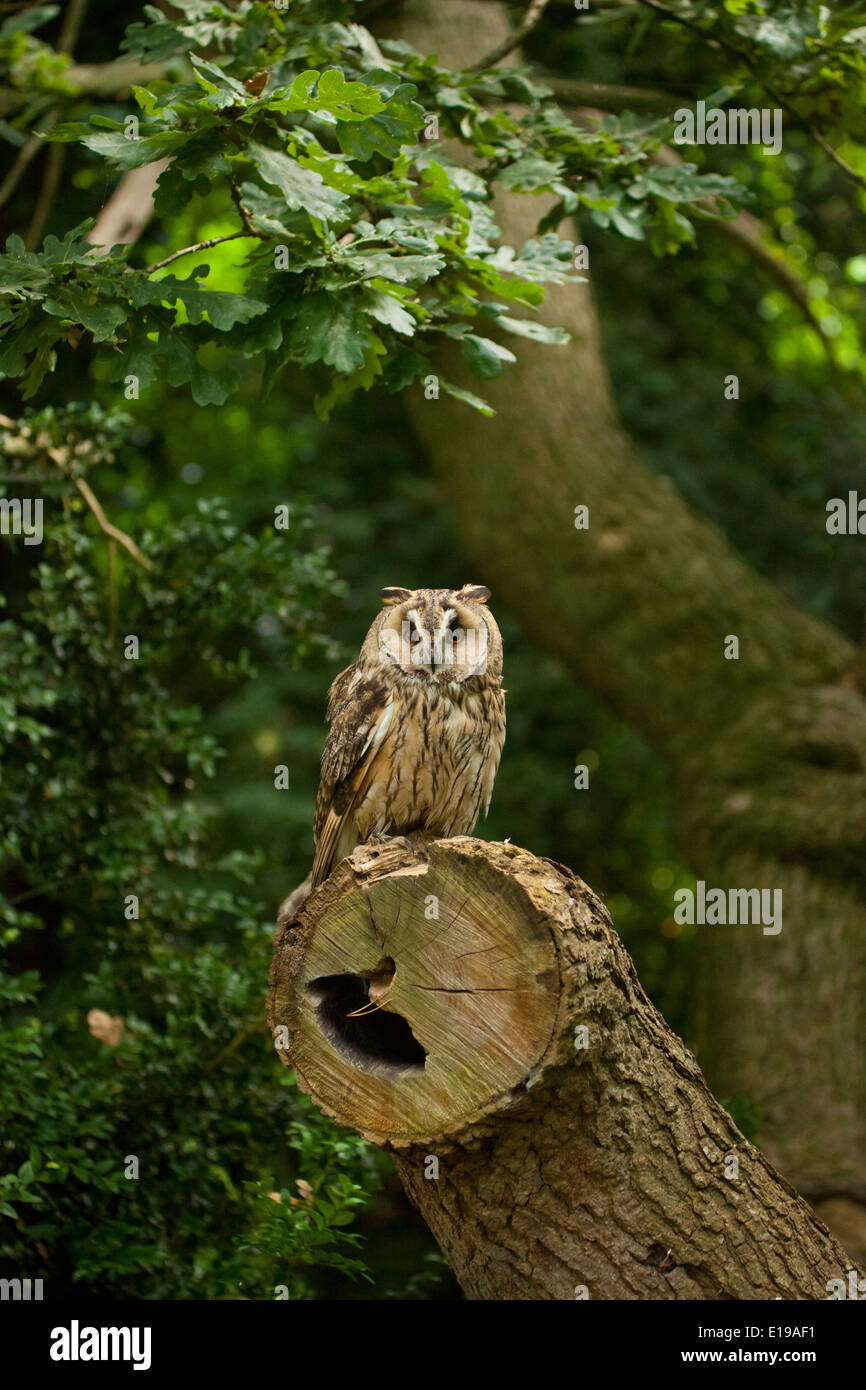 Owl on log hi-res stock photography and images - Alamy